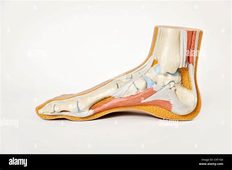Human Anatomical Model Hi Res Stock Photography And Images Alamy