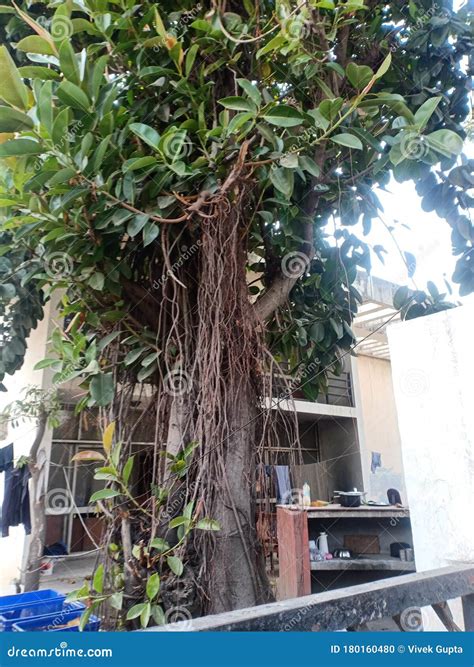Bargad Tree Tempal On Panchmukhi Mahadev Ji Royalty Free Stock Image