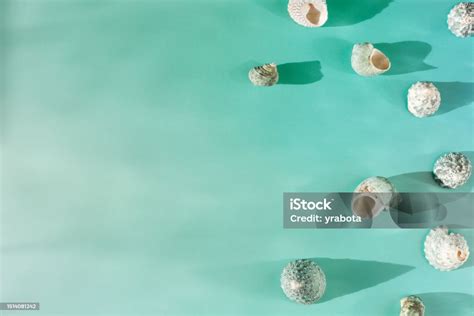 햇빛 조개껍데기 파란색 민트색 폰에 소라 세련된 정물 여름 바다 테마 추상 자연 평면 누워 복사 공간 태양에서 플레어 그라데이션 갑각류에 대한 스톡 사진 및 기타 이미지