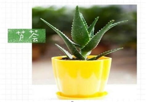 這些植物花語你真的懂嗎 每日頭條