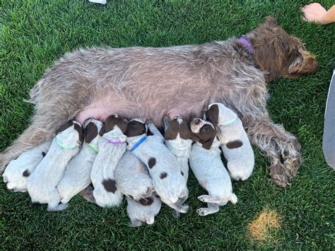 Wire Haired Pointing Griffon Puppies Ready For Rehoming