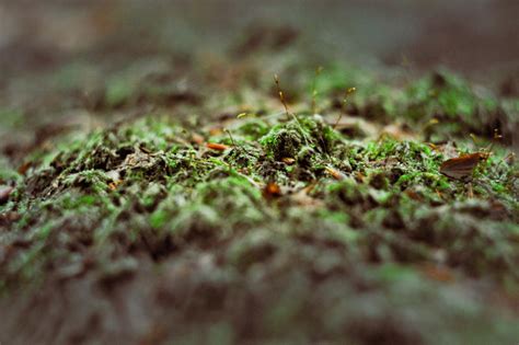 Moss Ii By Zjadlabymcie On Deviantart