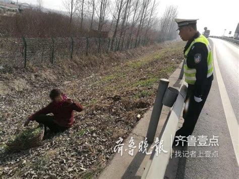 春天来了吃口鲜的，青岛老太太跑上高速公路挖野菜 半岛网