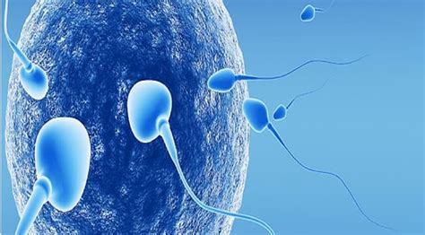 Female Reproductive System Presentation Ppt