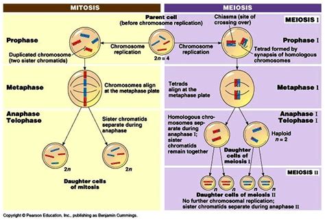 Test Meiosis Vs Mitosis 6th 8th Grade Quiz Quizizz