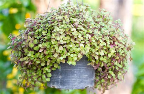 Callisia repens 'Gold' - PictureThis
