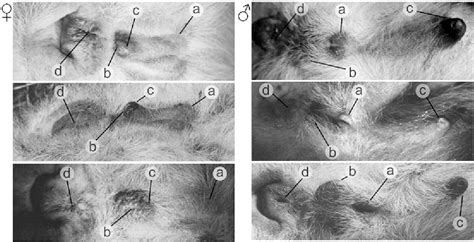 Female External Genitalia Structure Semantic Scholar