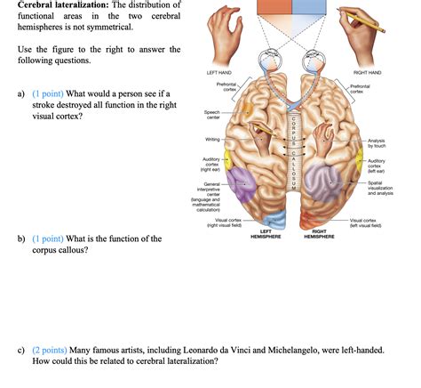 Solved Cerebral Lateralization The Distribution Of
