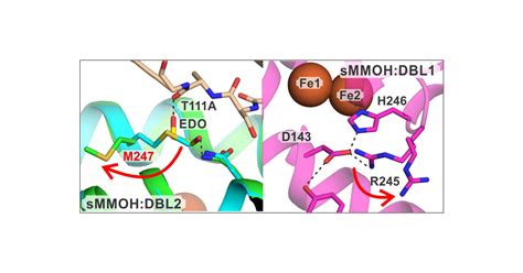 x ray crystal structures of methane monooxygenase hydroxylase complexes
