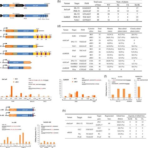 Rice Genome Editing Generated By Sacas9 Toolset A Schematic