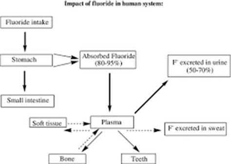 Fluoride Distribution In Human Body Download Scientific Diagram