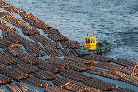 Transportation Of Wood By Water Raw Logs Floating Down The River Timber Rafts Logging