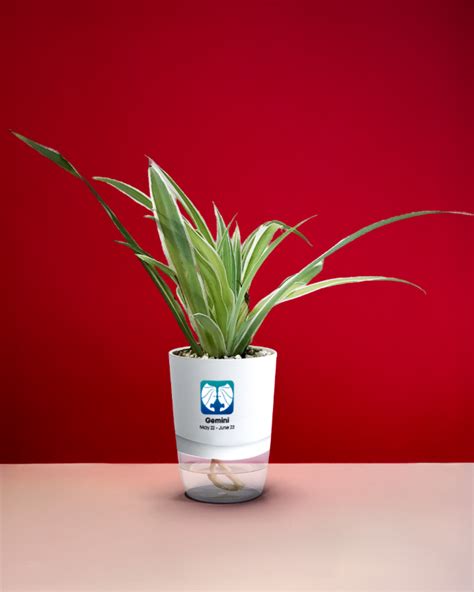 Gemini Spider Plant Ecoscapers