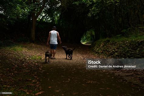 나무로 둘러싸인 길을 따라 두 마리의 개와 함께 하이킹을하는 여름 옷을 입은 인식 할 수없는 외로운 중년 남자의 뒷모습 개에