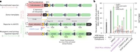 Exonuclease Enhanced Prime Editors