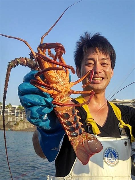 逗子小坪漁港でも今季初の伊勢エビ漁始まる あとはうねり待ち 逗子葉山経済新聞