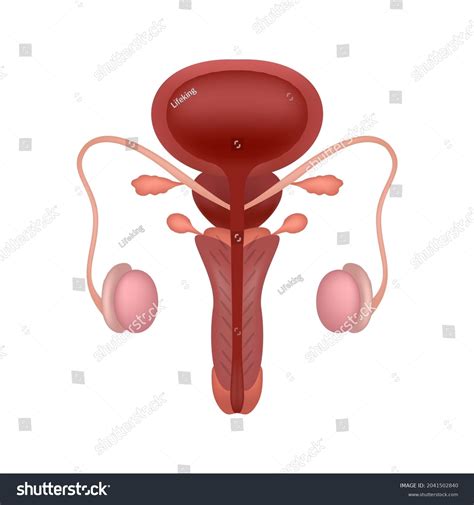 External Male Reproductive System