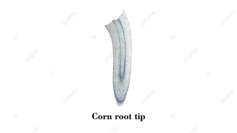 Corn Root Tip Micrograph Tip Corn Root Flora Photo Background And Picture For Free Download