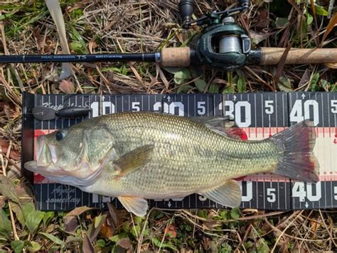 ダイワdaiwa Tdハイパークランクkara 1066titdハイパークランクkara 1066ti アングラーズ 釣果