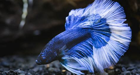 Siamese Kempvis Houden In Je Tropische Aquarium Pets Place
