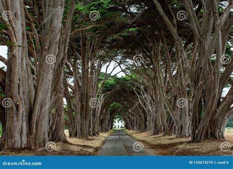 Cypress Tree Tunnel Stock Photo Image Of Ocean Outdoor 155673270