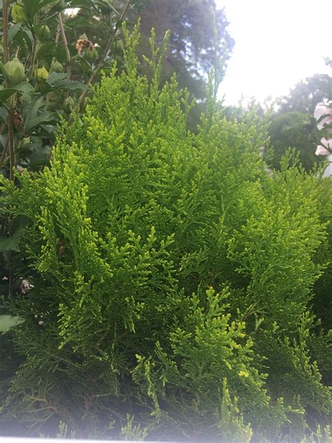 Arborvitae And Rust General Fruit Growing Growing Fruit