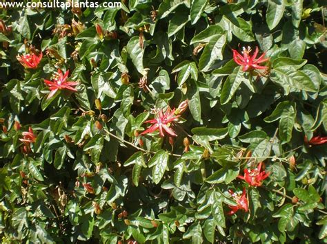 Passiflora Vitifolia O Granadilla De Monte Cuidados
