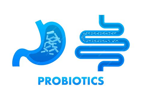 Premium Vector Probiotics Probiotics Examine The Intestinal
