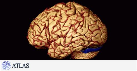 The Neurosurgical Atlas On Linkedin The Neuroanatomy Section Of The Neurosurgical Atlas Is One