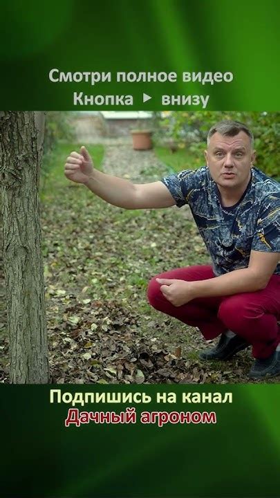 ЛУЧШЕЕ удобрение ДЛЯ САДА Дачный агроном Youtube