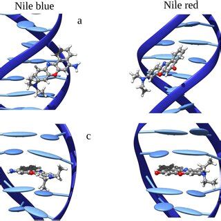 DNA Binding Interaction Modes Selected MD Snapshots Of NB In Minor Download Scientific Diagram