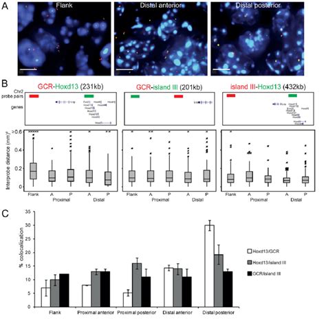 Gcr5 Hoxd Colocalisation At The E11 Distal Posterior Mouse Forelimb