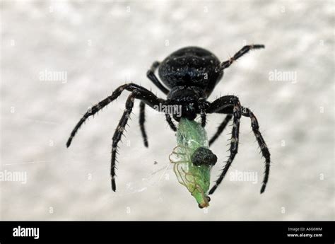 Walnut Orb Weaver Spider Nuctenea Umbratica Green Lacewing Stock