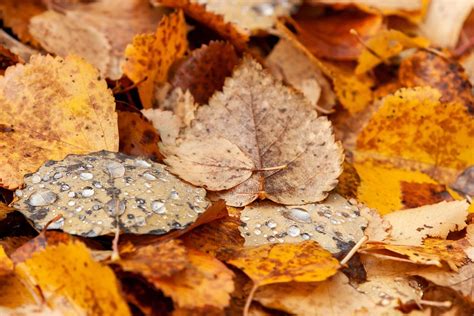 Foliage Tree Leaves Ruska Free Photo On Pixabay