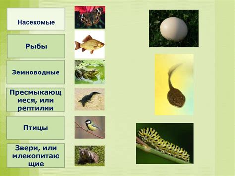Размножение и развитие животных презентация онлайн