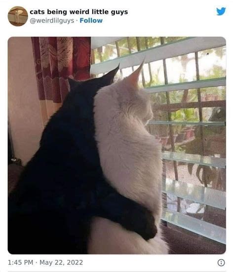 35 Purrfect Cat Memes For All The Grumpy Cats On Monday Morning June
