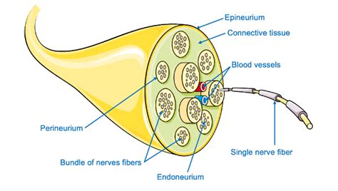 Peripheral Nerve Injury From Regional Anesthesia Openanesthesia