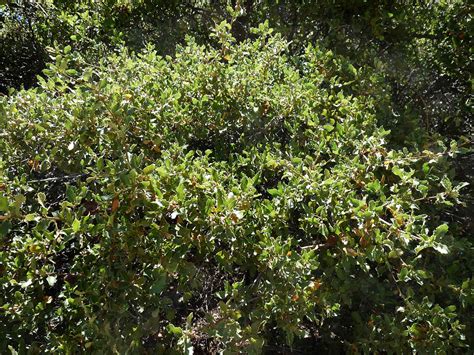 Quercus Berberidifolia Alchetron The Free Social Encyclopedia