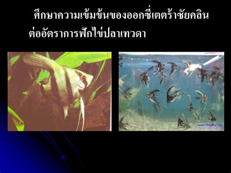 ทักษะกระบวนการทางวิทยาศาสตร์ เกษร คําฟู หน้าหนังสือ 95 พลิก Pdf