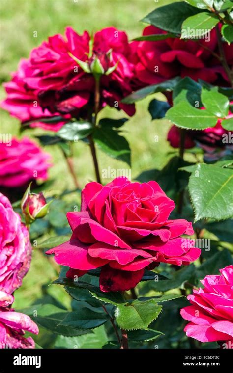 Red Hybrid Tea Rose Fotos Und Bildmaterial In Hoher Auflösung Alamy