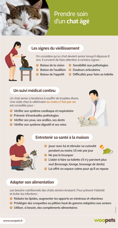 Comment Bien Soccuper De Son Chat
