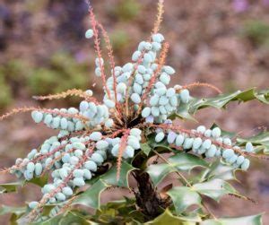 How Fast Does Holly Grow A Comprehensive Guide Gardening Slash