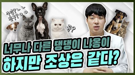 강아지와 고양이 조상이 같다 [우리동네수의사] Youtube