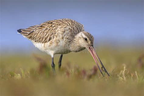 Bar Tailed Godwit Limosa Lapponica Foraging In A Green Meadow Stock