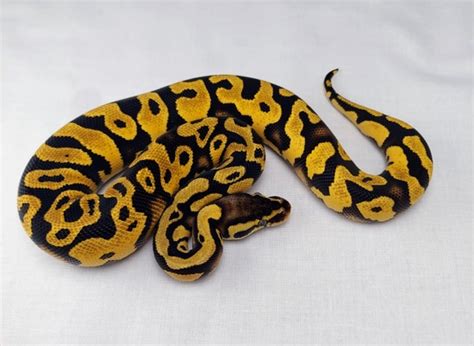Pastel Yellow Belly Asphalt 66 Het Tsk Axanthic 50 Het Desert Ghost