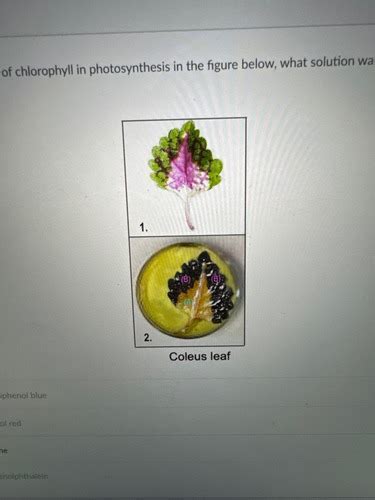 Biology Lab Chapter 7 Photosynthesis Flashcards Quizlet