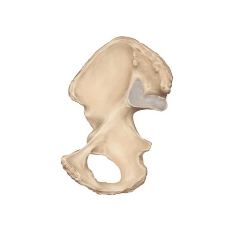 Premium Psd Human Bone