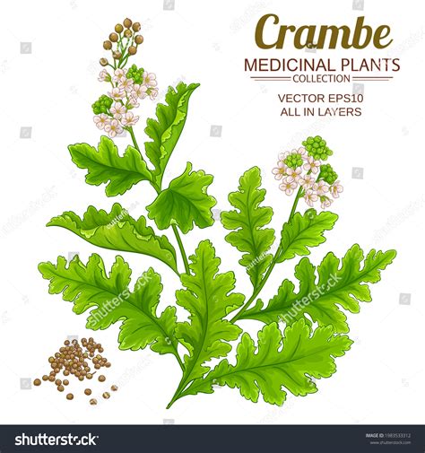 Crambe Maritima L Over 20 Royalty Free Licensable Stock Vectors