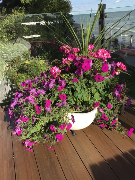 Dunnville Horticultural Society Update The Haldimand Press