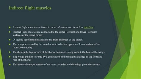 Subphylum Hexapoda Pptx